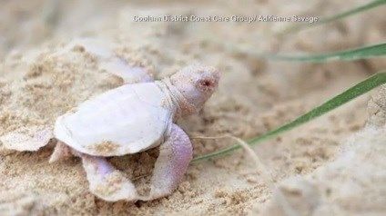 A rare albino baby sea turtle hatches on Australian coast - KULR8.com ...